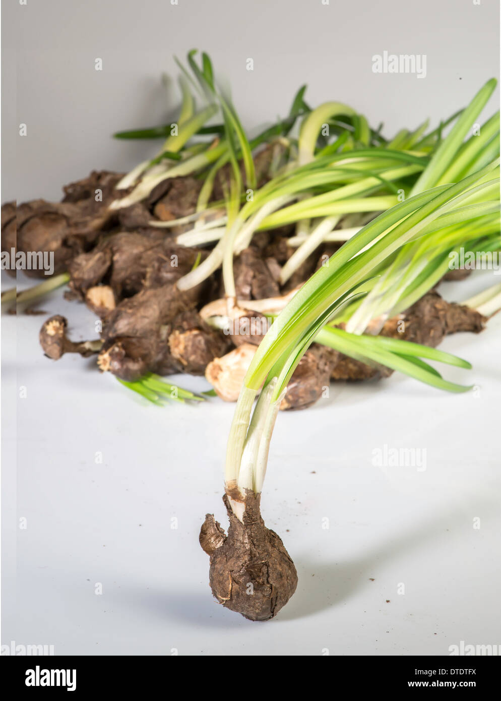 Flower Bulbs and green sprouts Stock Photo - Alamy