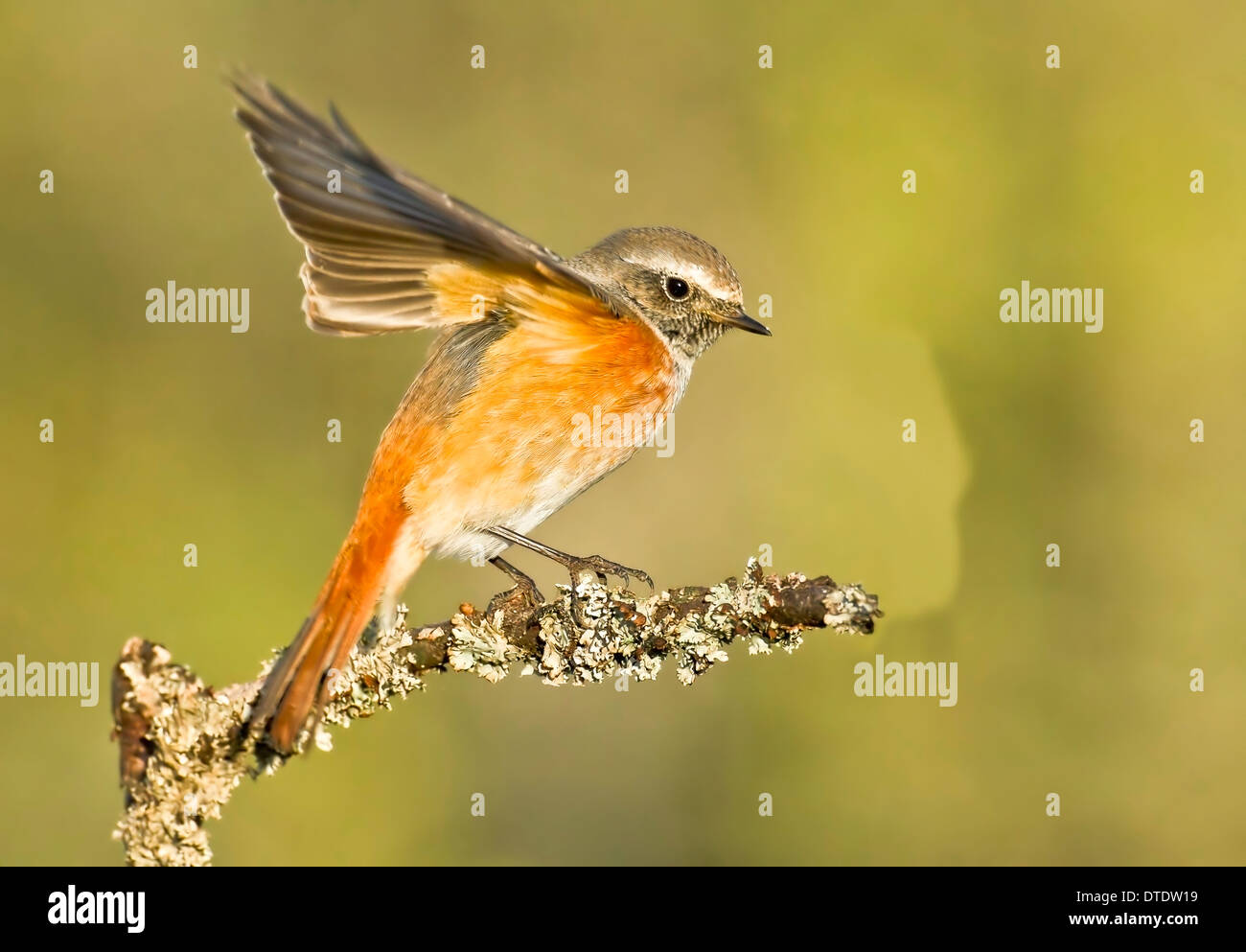 Juvenile redstart (Phoenicurus phoenicurus) perched on a tree branch ...