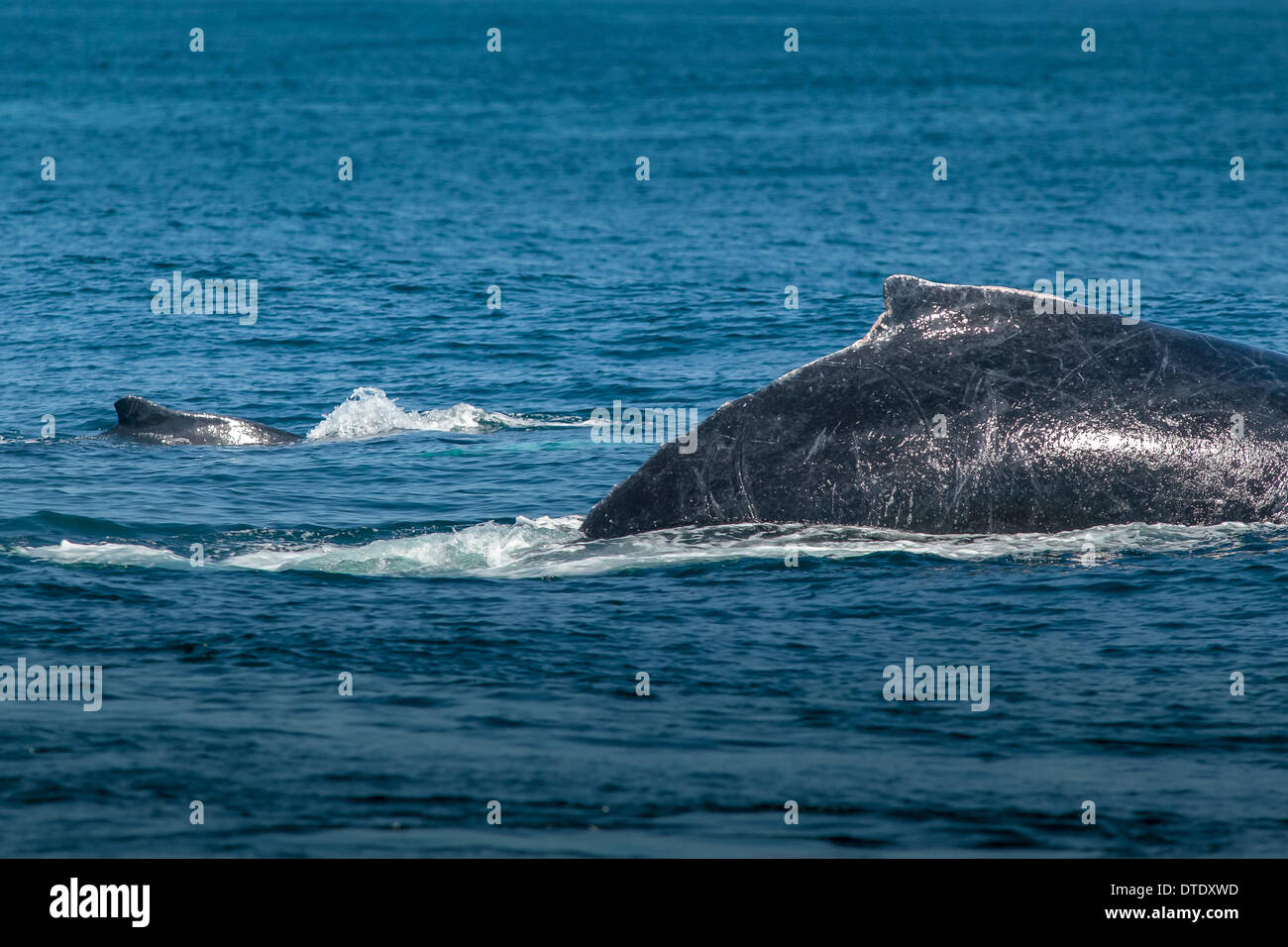 Dominican Republic - Humpback whales reproduction season in Samana ...
