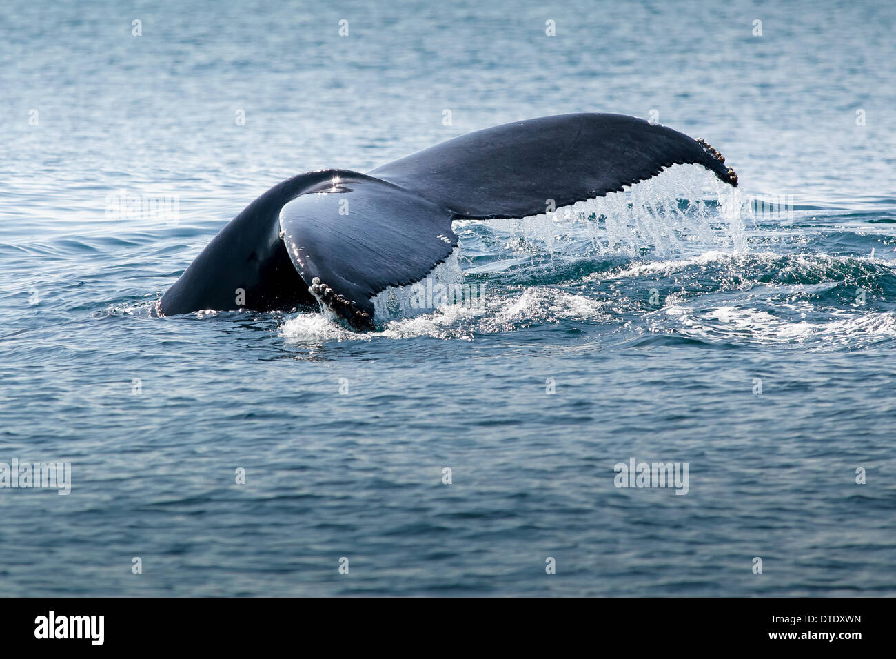 Dominican Republic - Humpback whales reproduction season in Samana - A ...