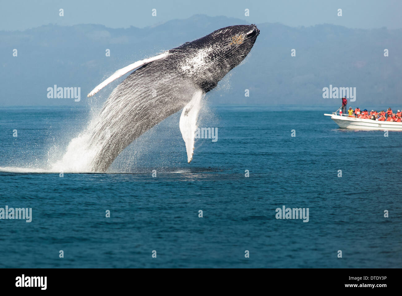 Dominican Republic - Humpback whales reproduction season in Samana - An ...