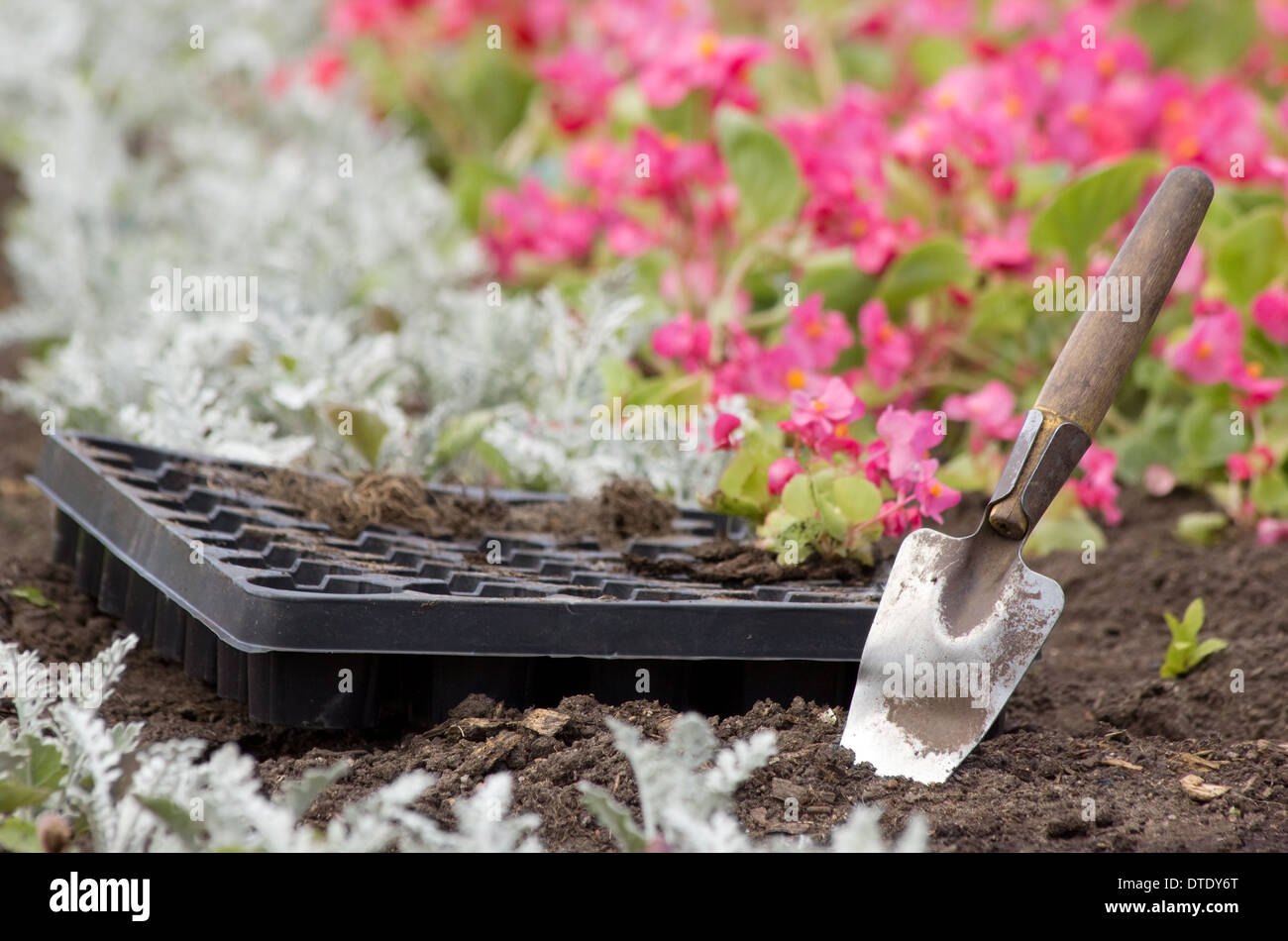 Flower seedlings, flower-bed, flower-pot, garden trowel Stock Photo - Alamy
