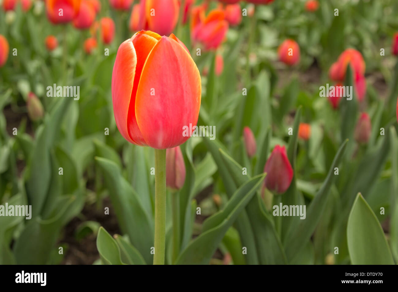 Red tulipa horizontal hi-res stock photography and images - Alamy