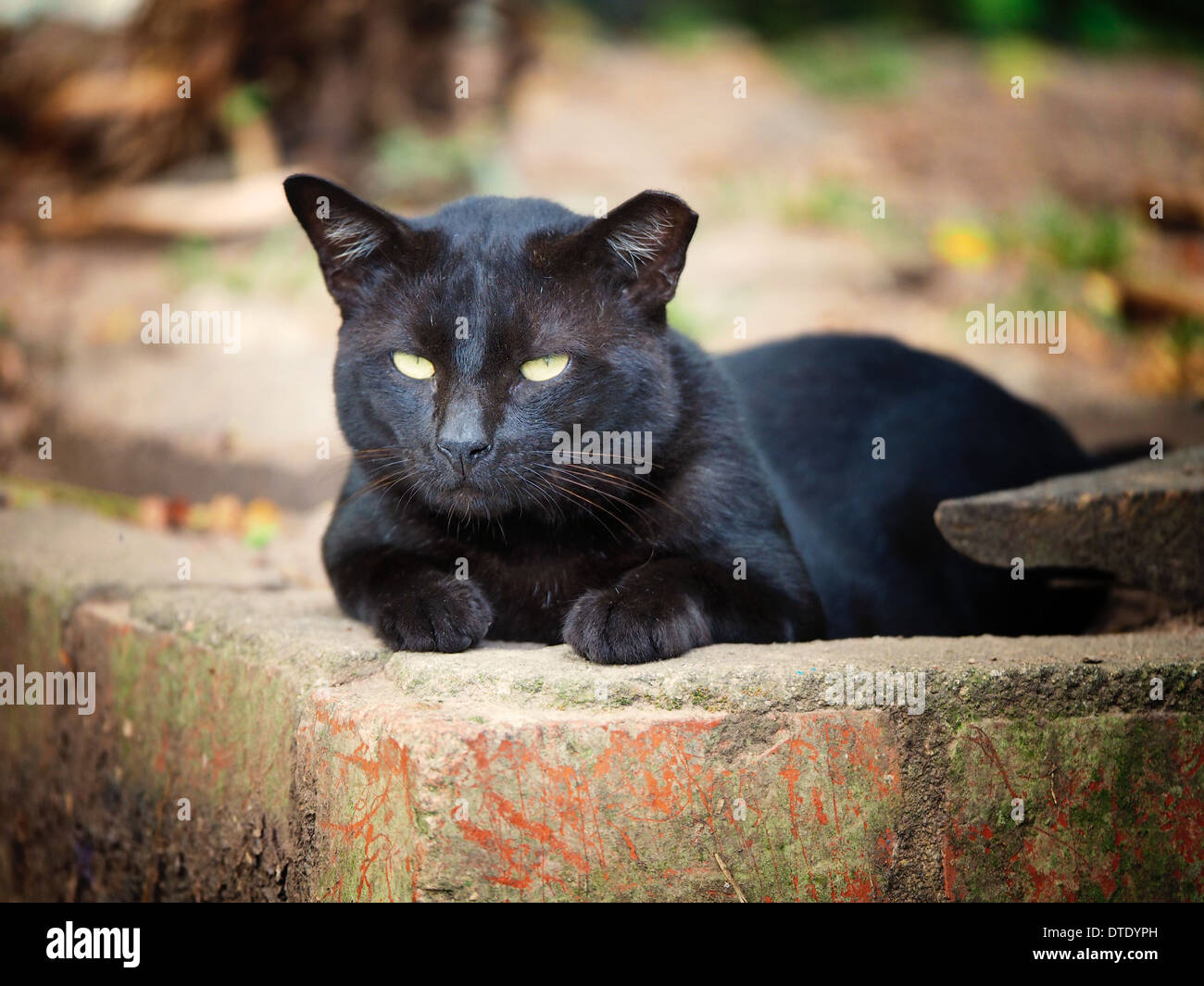 Cute Friendly Stray Cat at Singapore's Southern Island, St. John's ...