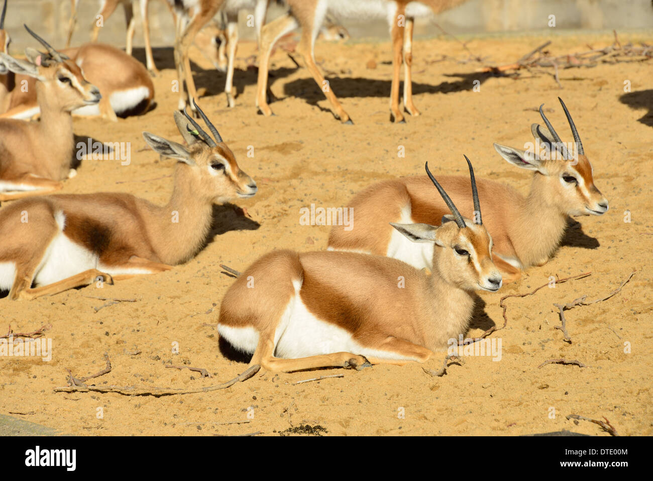 Animal antelope not illustration hi-res stock photography and images ...