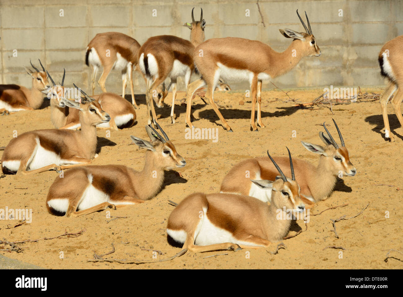 Animal antelope not illustration hi-res stock photography and images ...