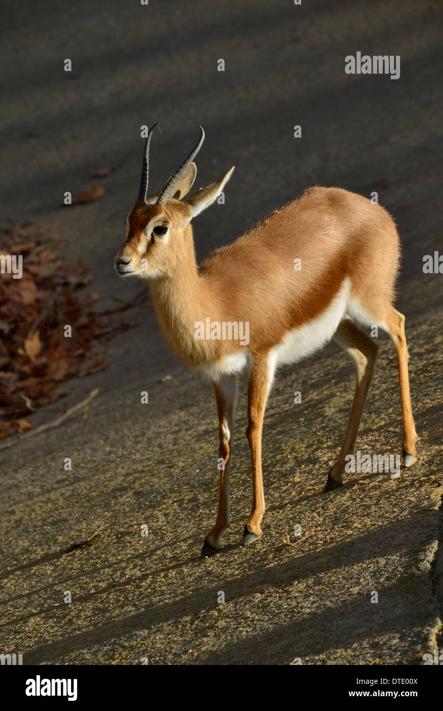 Europe,Spain, Barcelona, Animal, antelope Stock Photo - Alamy