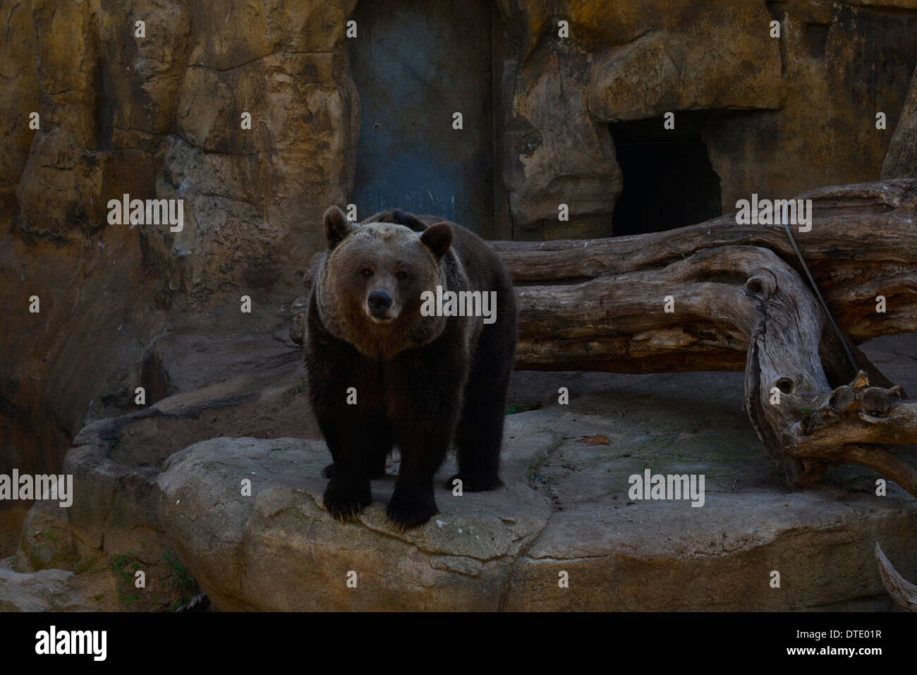 Animal, Bear, Face Stock Photo - Alamy