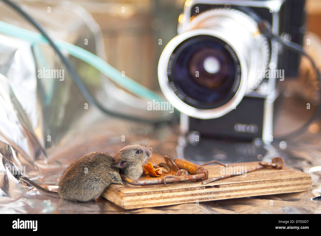 dead mouse in a mousetrap Stock Photo - Alamy