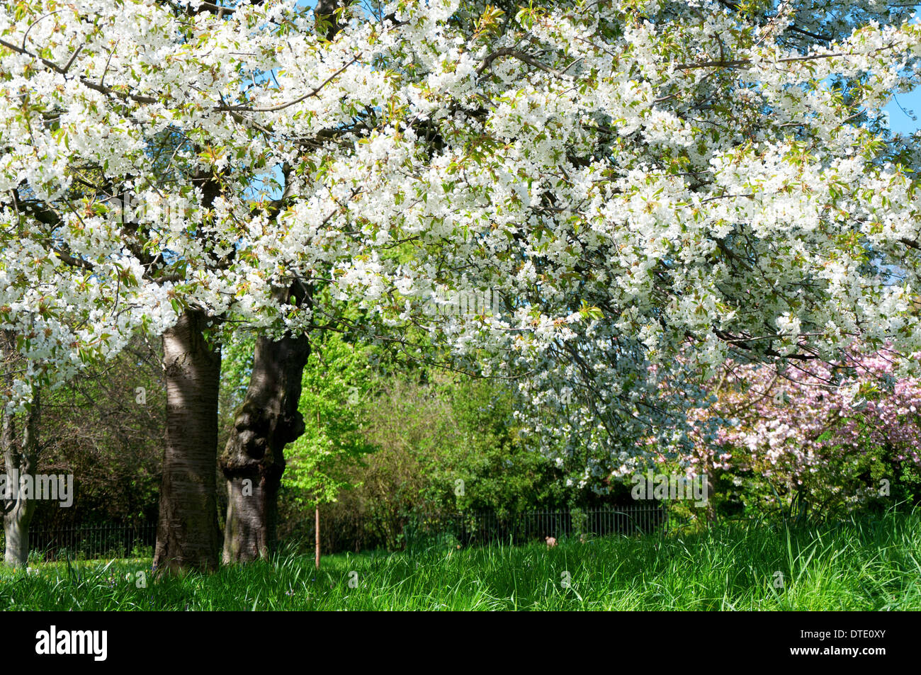 Trees in spring with white blossoms Stock Photo - Alamy