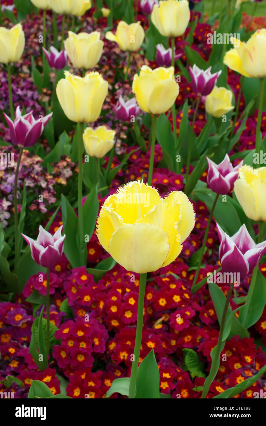 Rare kind of flowers hi-res stock photography and images - Alamy