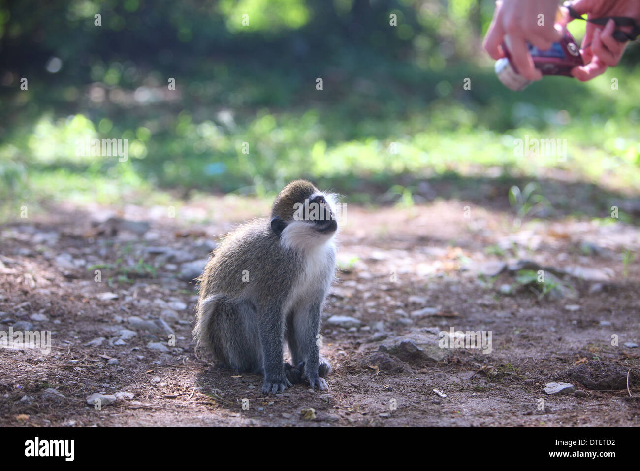 Ethiopia, Africa, Hawassa, Awassa, Awasa, the Great Rift Valley Stock ...