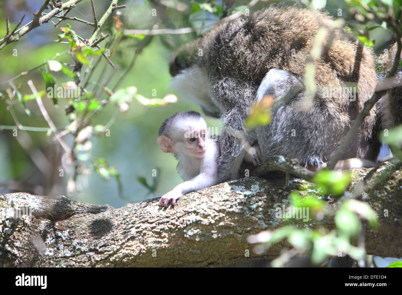 Ethiopia, Africa, Hawassa, Awassa, Awasa, the Great Rift Valley Stock ...