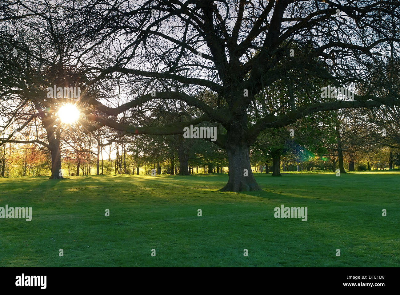 Sunset in park with trees and green grass Stock Photo - Alamy