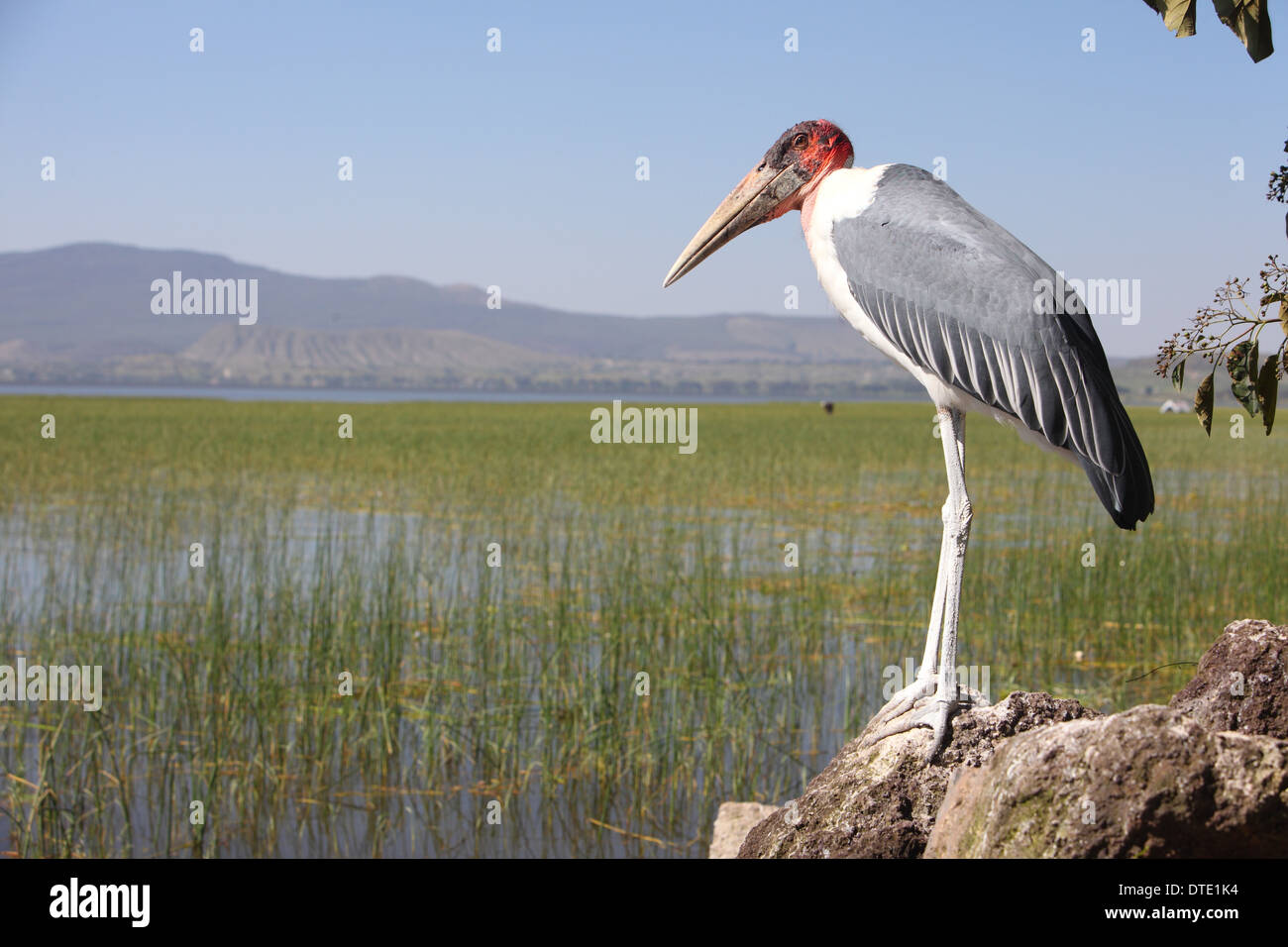 Ethiopia, Africa, Hawassa, Awassa, Awasa, the Great Rift Valley Stock ...