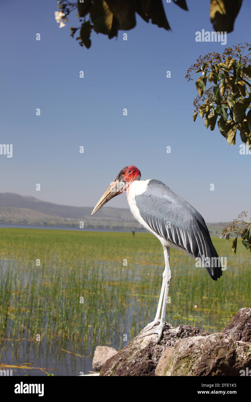 Awasa awassa hawassa ethiopia hi-res stock photography and images - Alamy