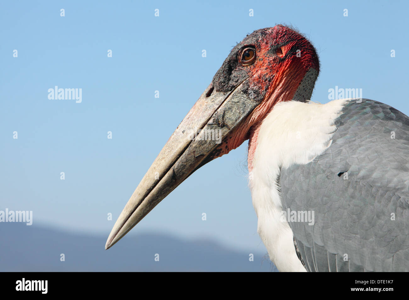 Ethiopia, Africa, Hawassa, Awassa, Awasa, the Great Rift Valley Stock ...