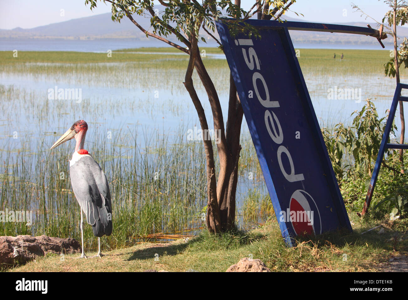 Ethiopia, Africa, Hawassa, Awassa, Awasa, the Great Rift Valley Stock ...