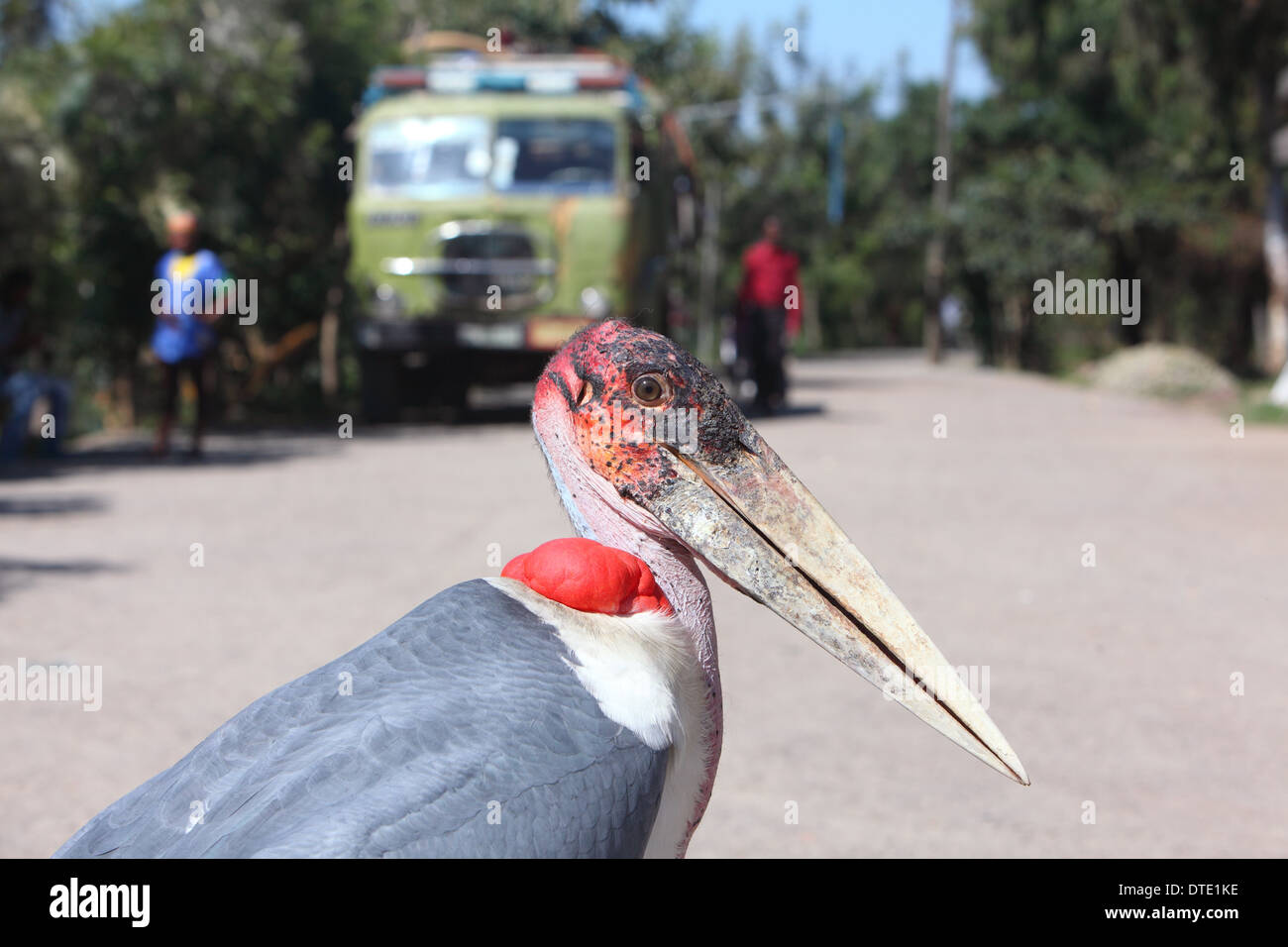 Ethiopia, Africa, Hawassa, Awassa, Awasa, the Great Rift Valley Stock ...
