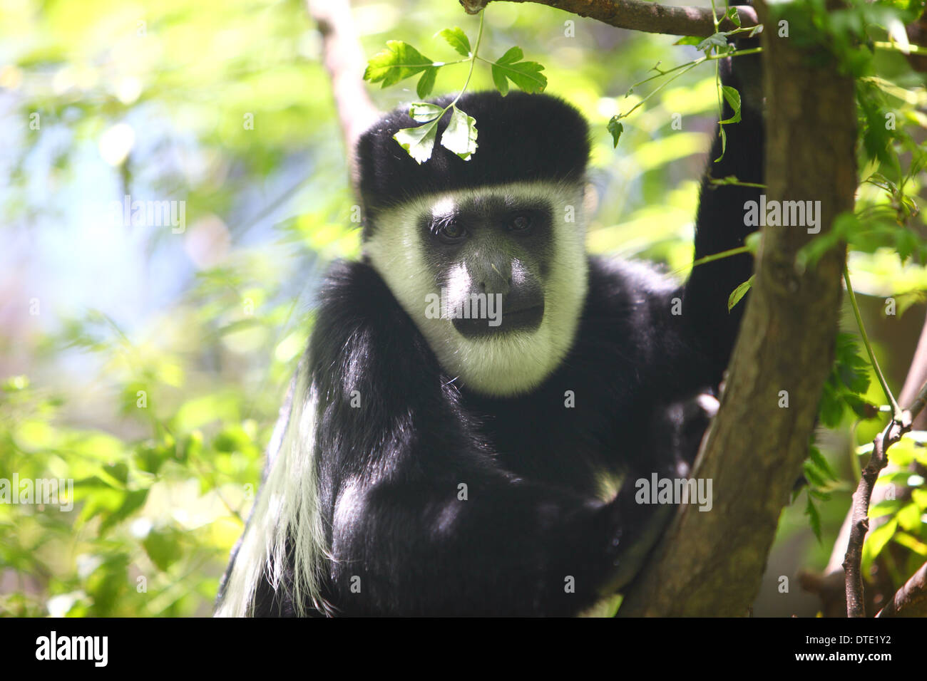 Ethiopia, Africa, Hawassa, Awassa, Awasa, the Great Rift Valley Stock ...