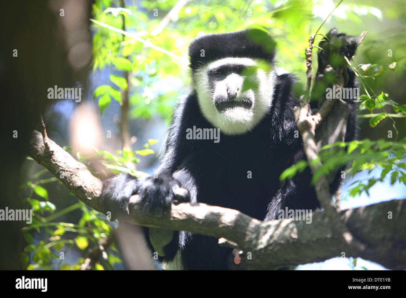 Ethiopia, Africa, Hawassa, Awassa, Awasa, the Great Rift Valley Stock ...