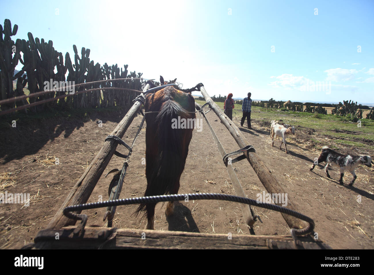 Dodola ethiopia hi-res stock photography and images - Alamy