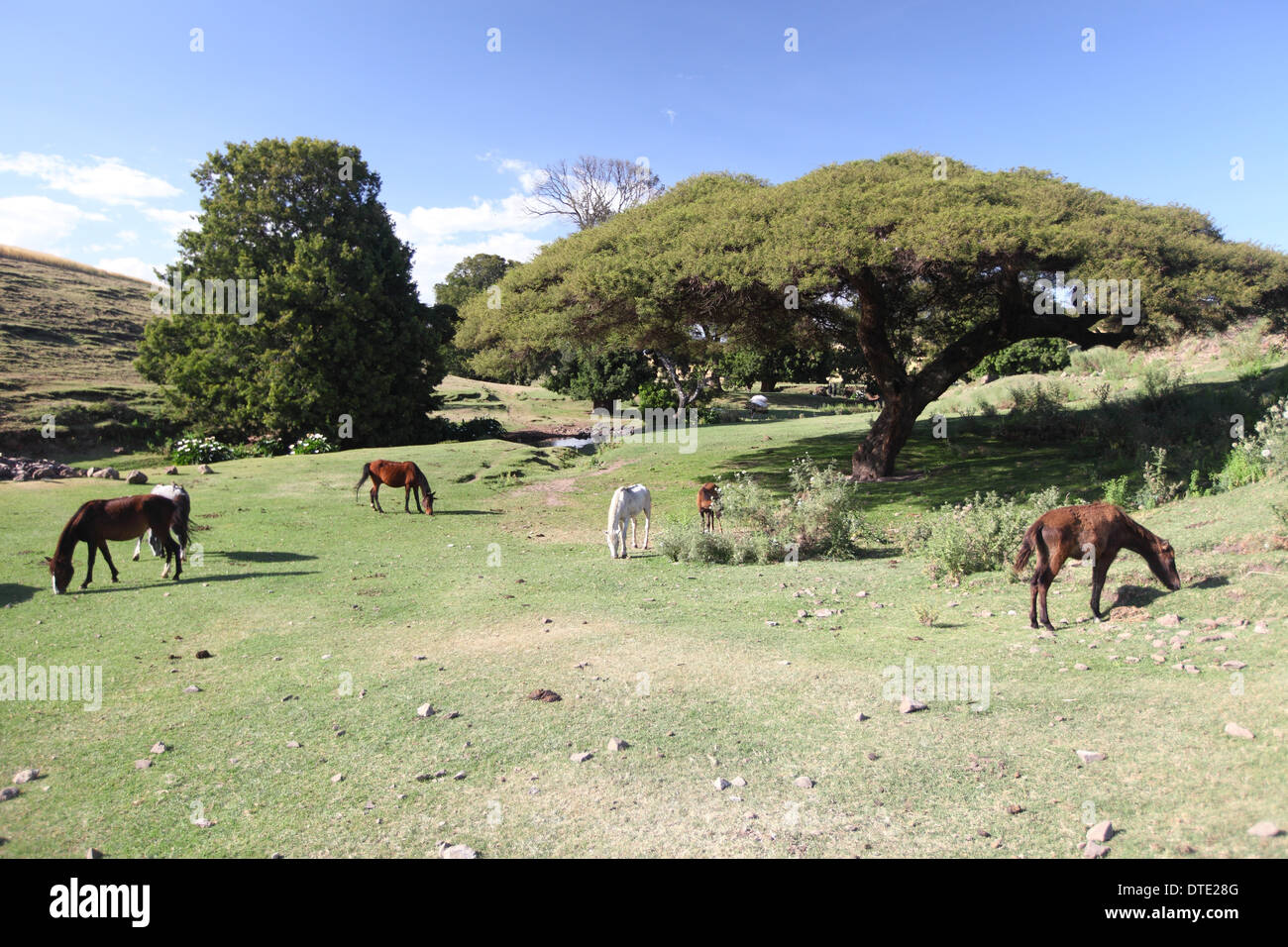 Dodola High Resolution Stock Photography and Images - Alamy