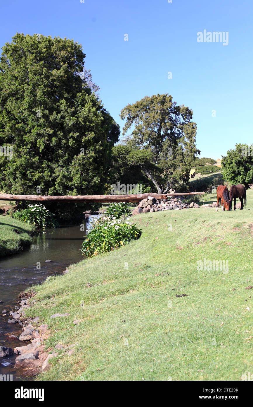 Dodola High Resolution Stock Photography and Images - Alamy