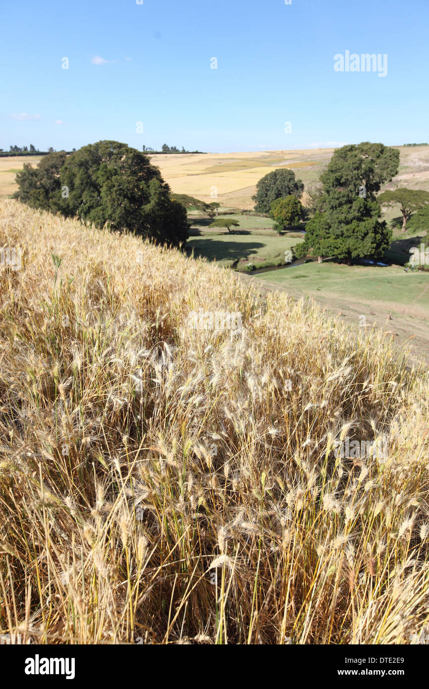 Dodola High Resolution Stock Photography and Images - Alamy