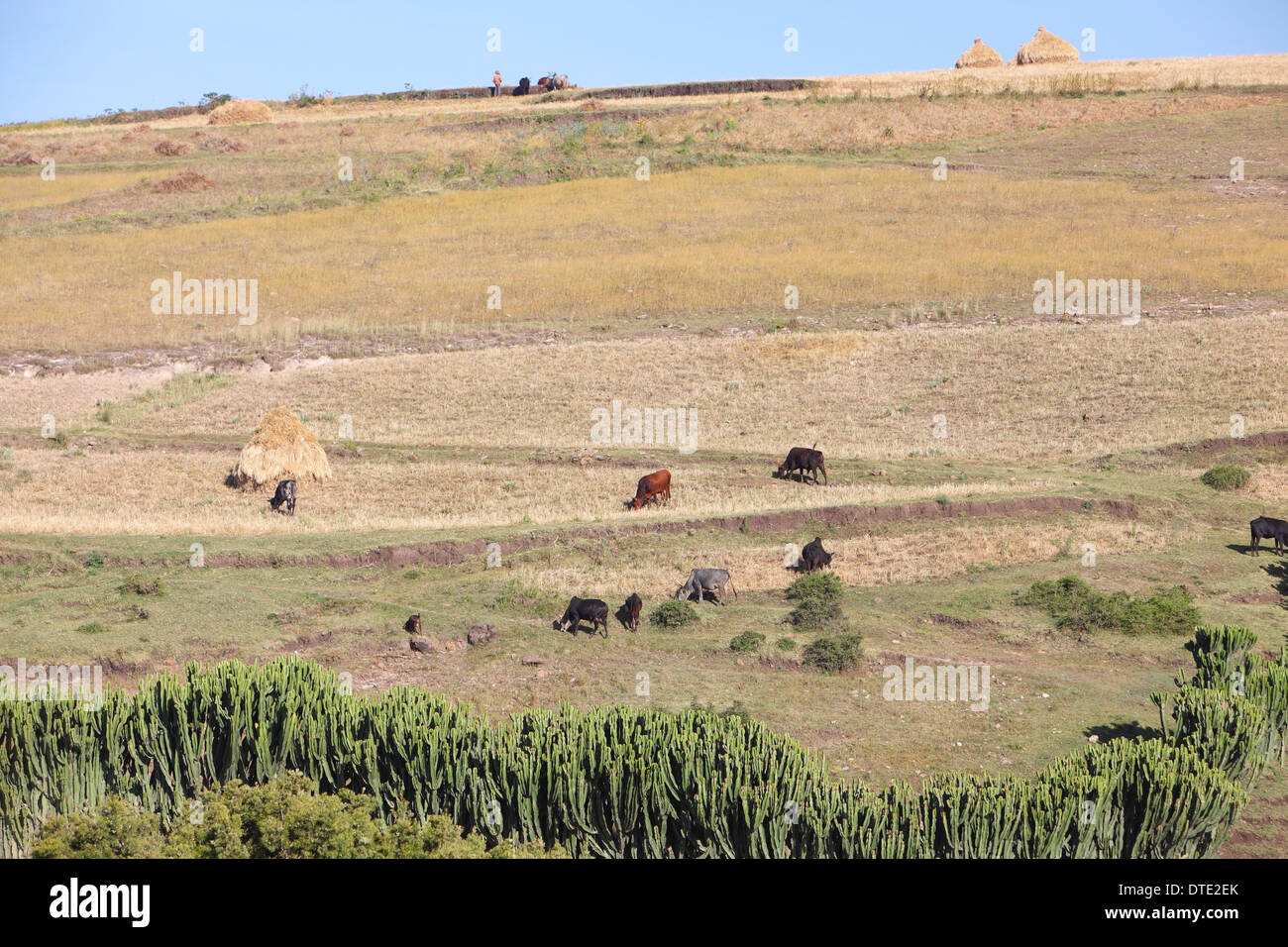 Dodola High Resolution Stock Photography and Images - Alamy