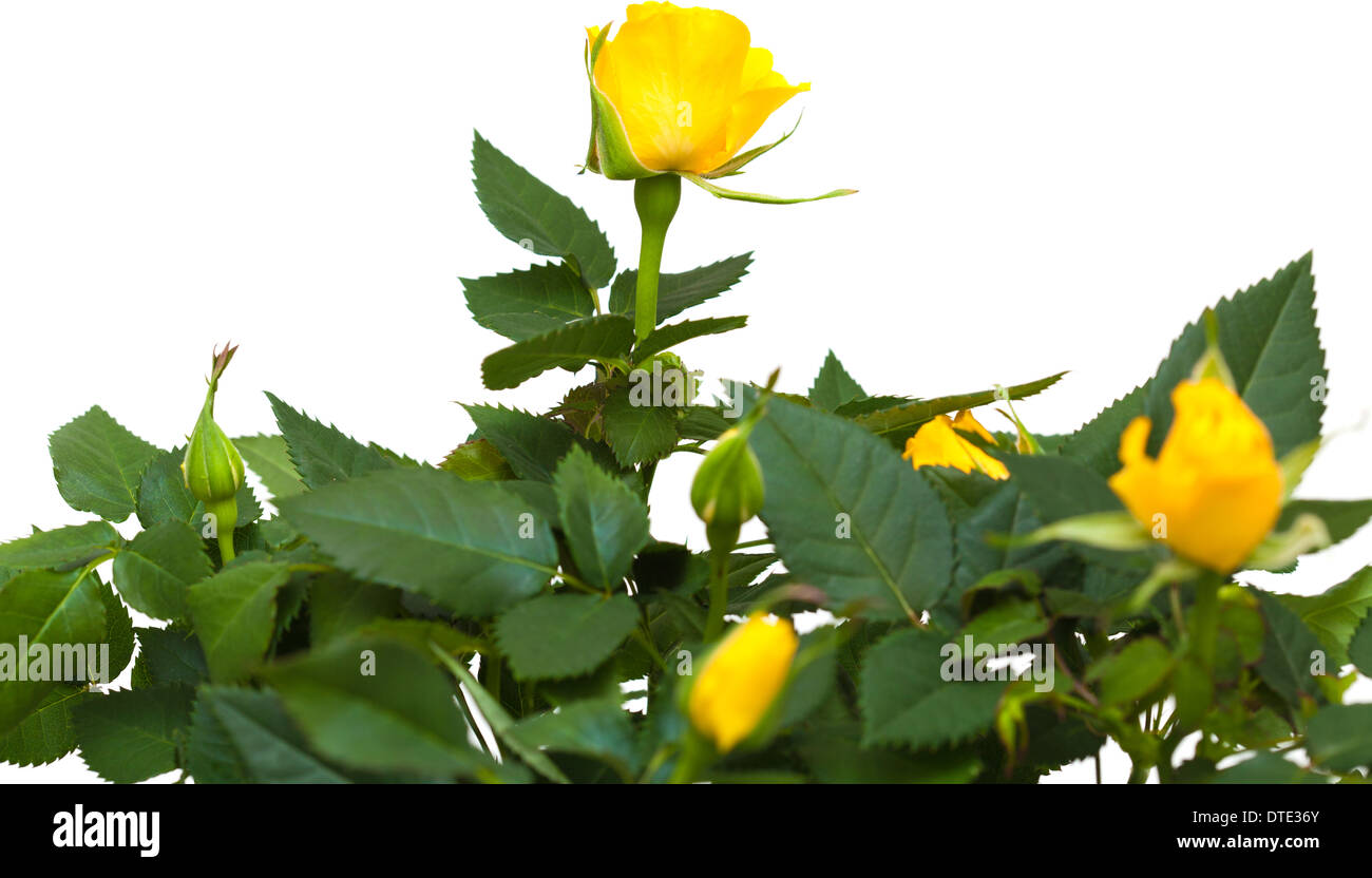 yellow mini-rose isolated on white Stock Photo - Alamy