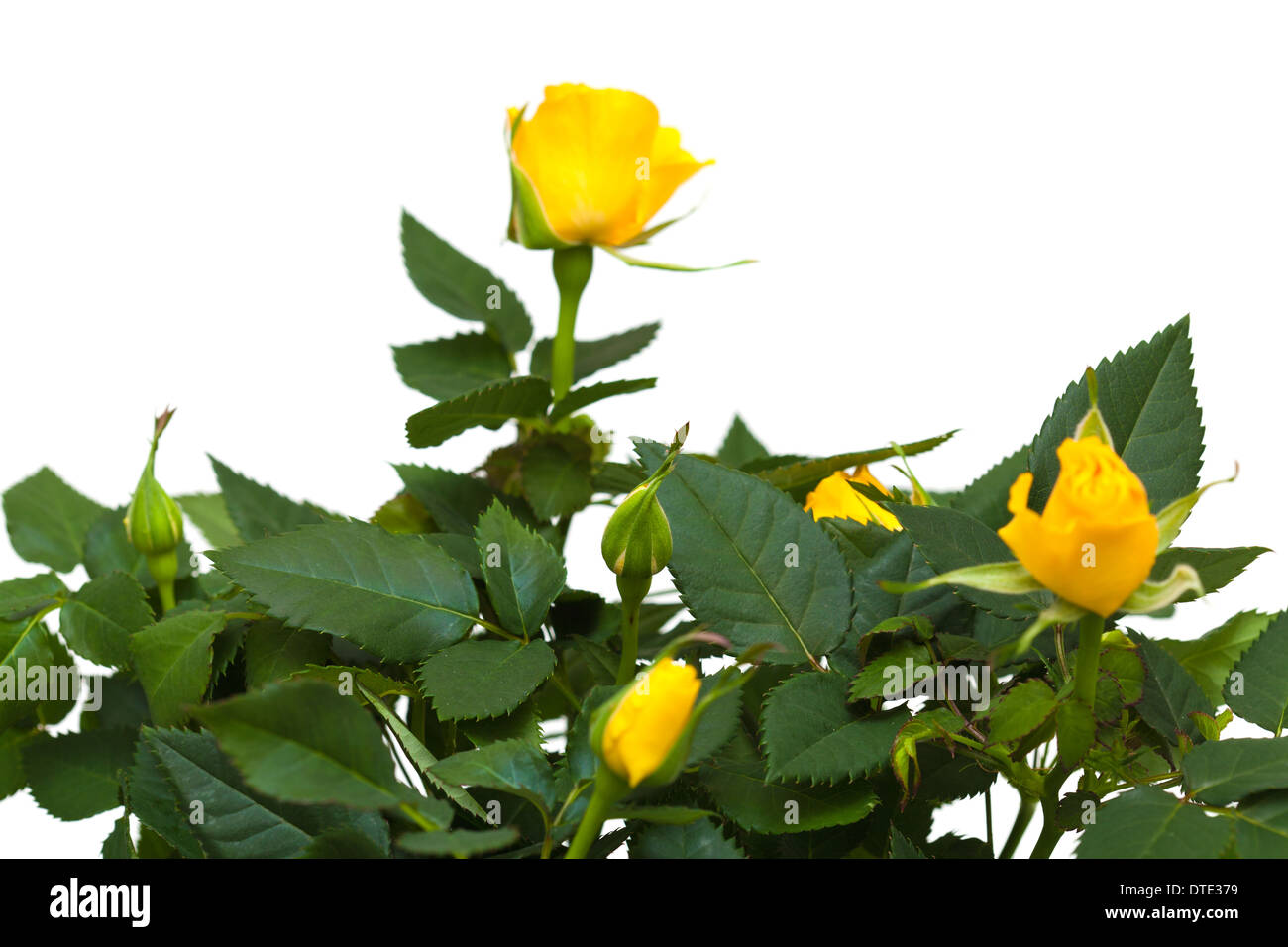 yellow mini-rose isolated on white Stock Photo - Alamy