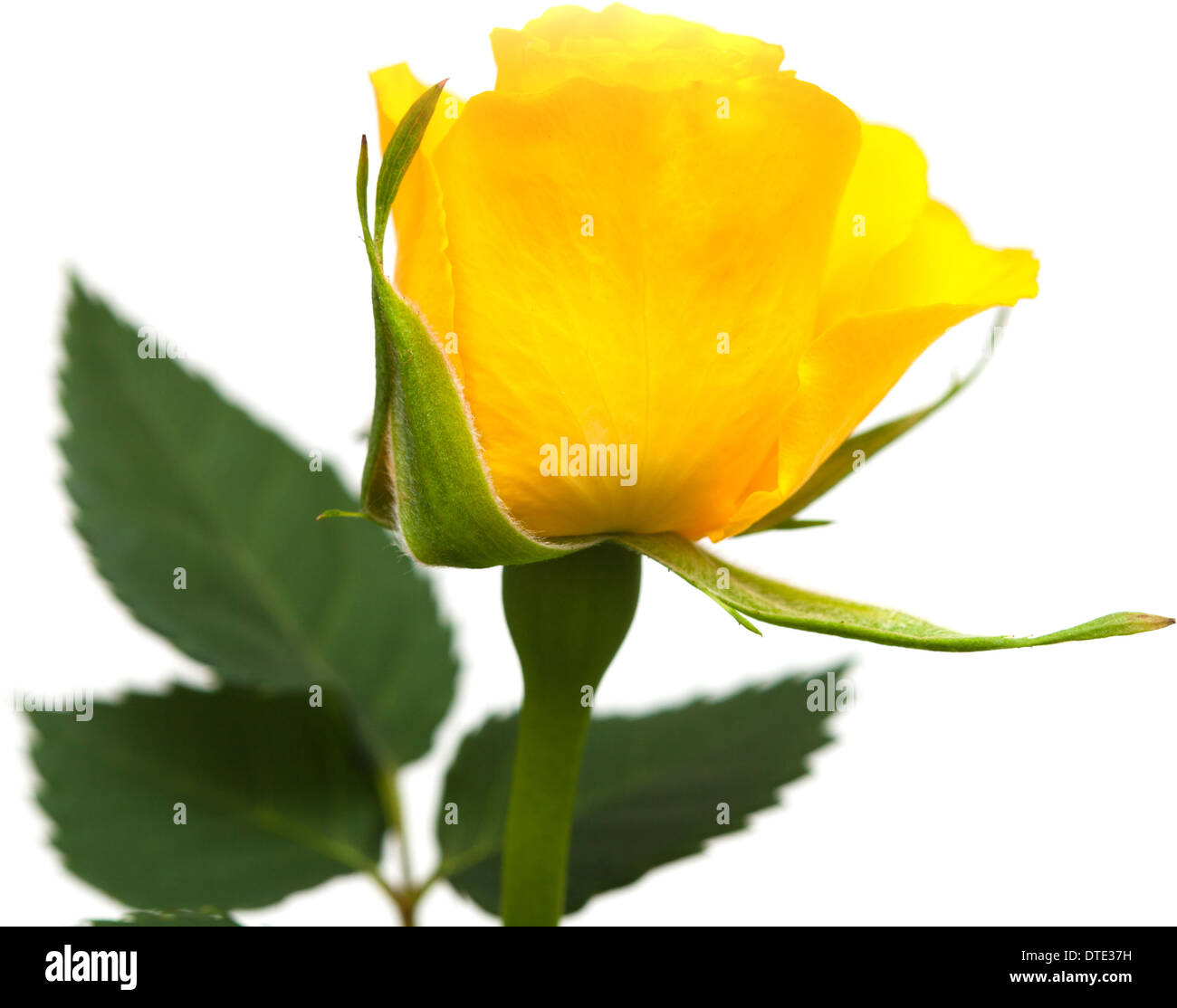 yellow mini-rose isolated on white Stock Photo - Alamy