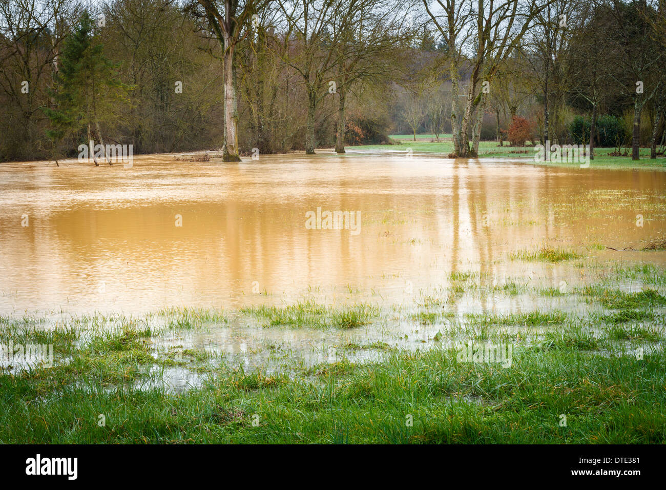 Flooding in a forest Stock Photo - Alamy