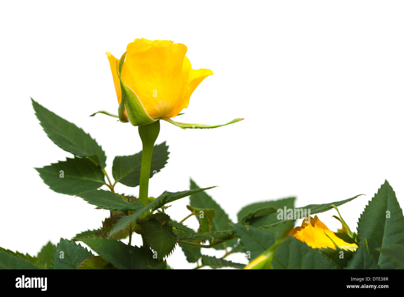 yellow mini-rose isolated on white Stock Photo - Alamy