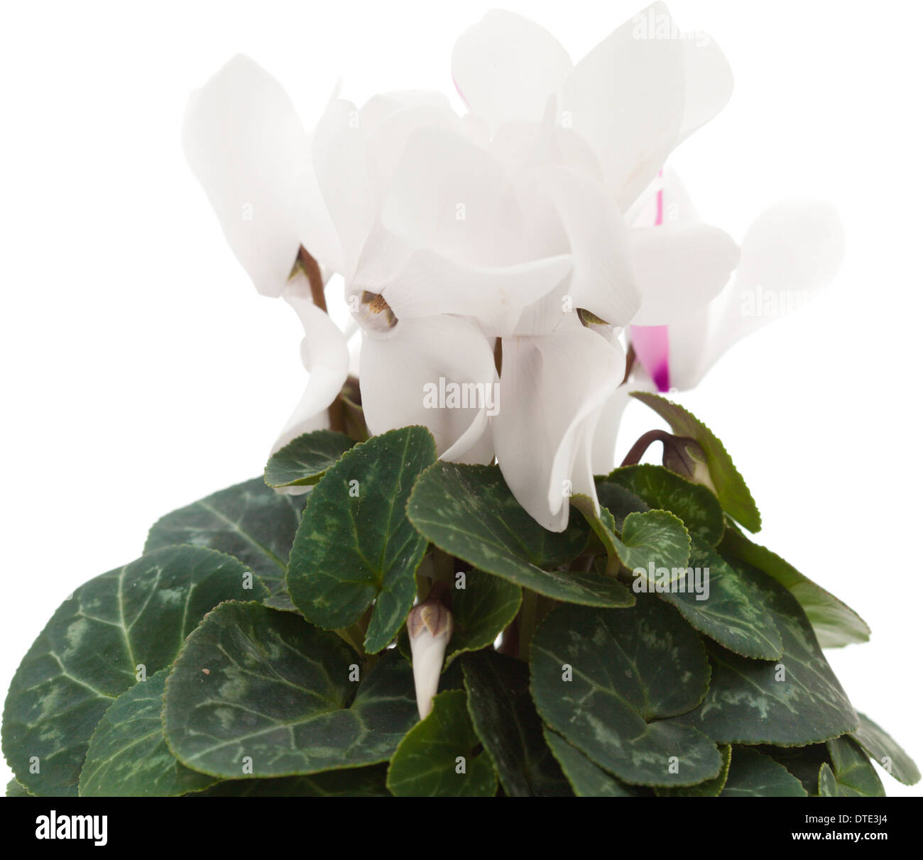 white cyclamen flower isolated on white background Stock Photo - Alamy