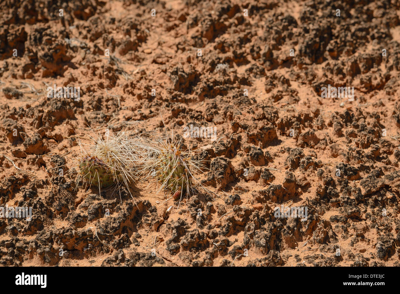Soil crust utah hi-res stock photography and images - Alamy