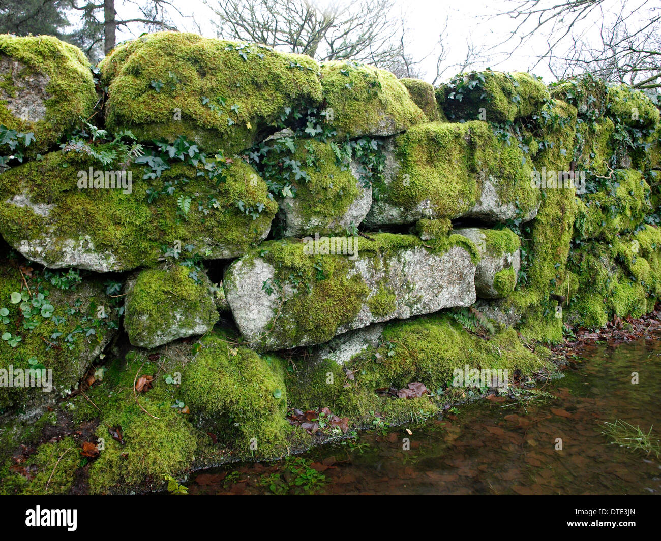 Moss covered stone wall, Dartmoor, Devon, UK Stock Photo - Alamy