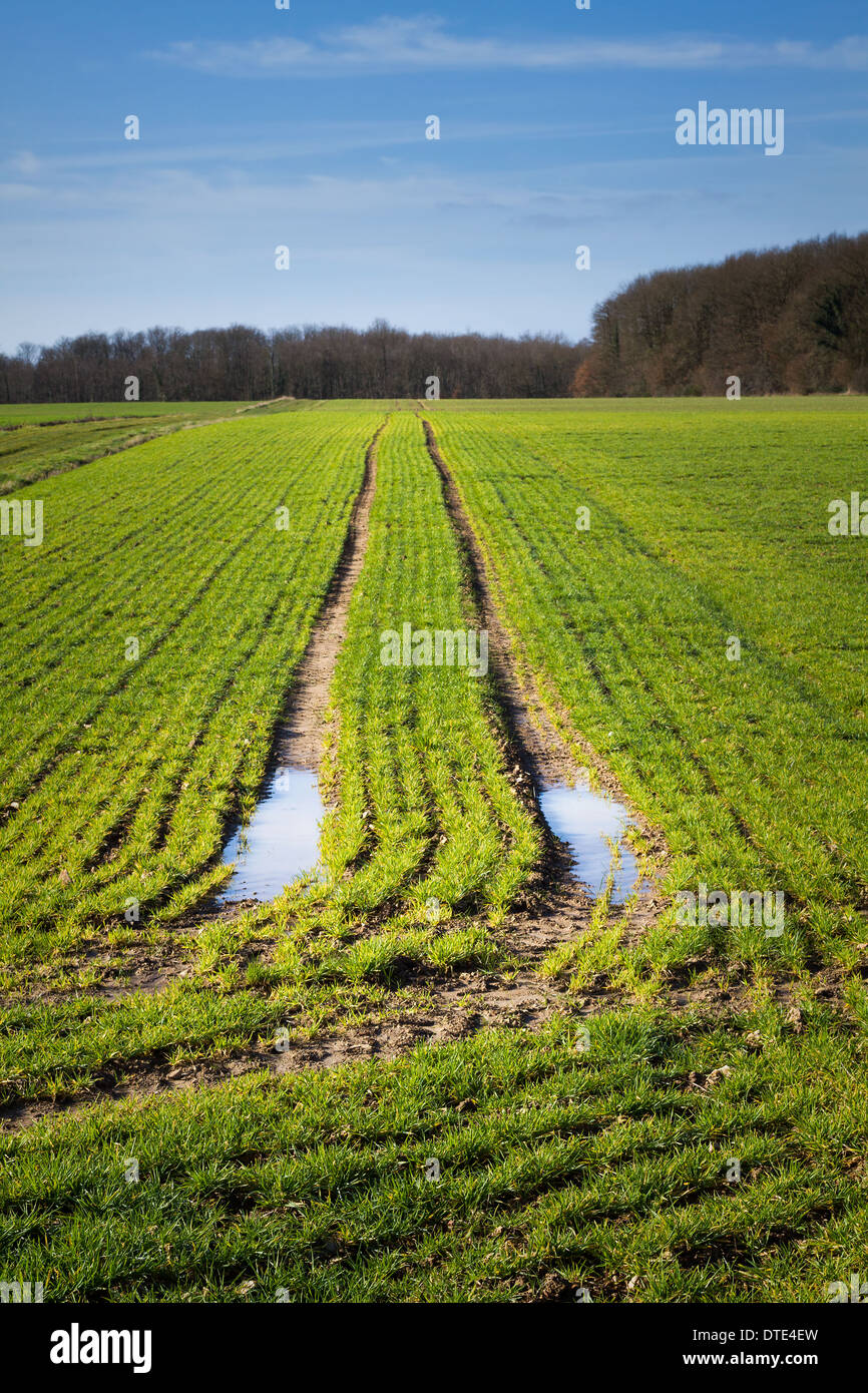 Farm field with crops and tire tracks Stock Photo - Alamy