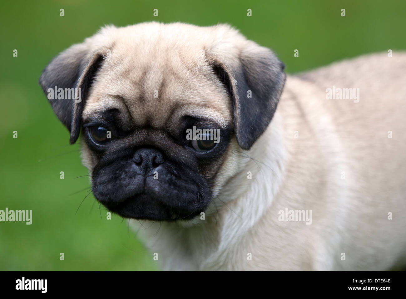 Rassehund pug hi-res stock photography and images - Alamy