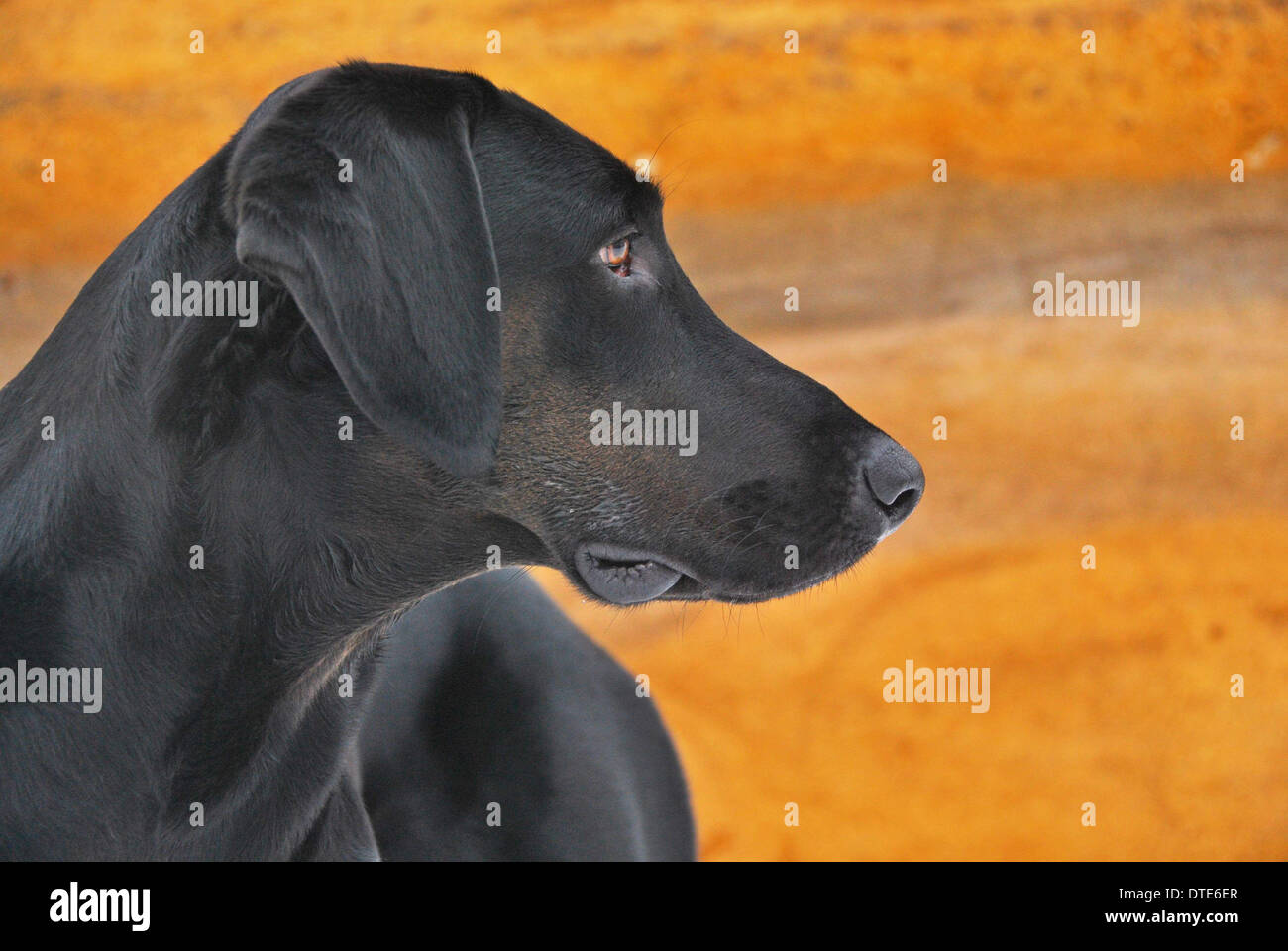 black dog red rocks Stock Photo - Alamy