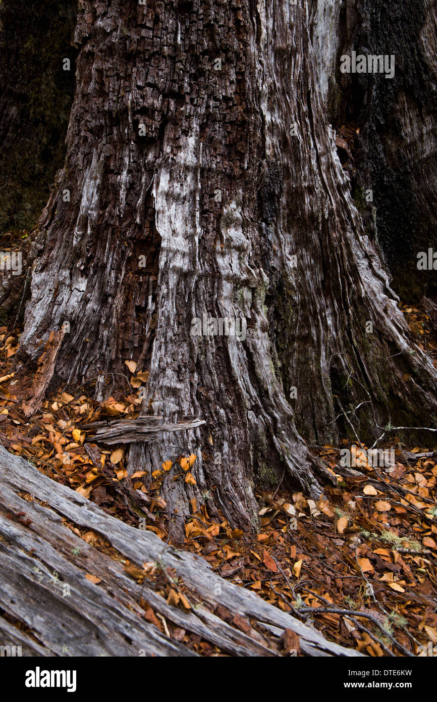 Fallen leaves at the base of a tree Stock Photo - Alamy