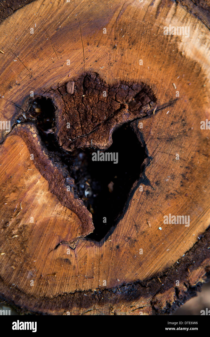 Hollowed out centre of a cut tree trunk Stock Photo - Alamy