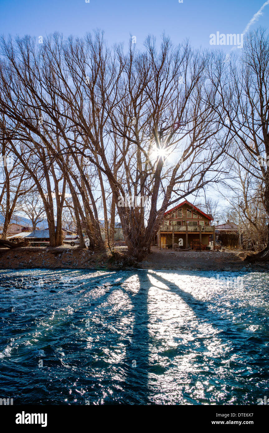Backlit tree along Arkansas RIver, which runs through the downtown ...