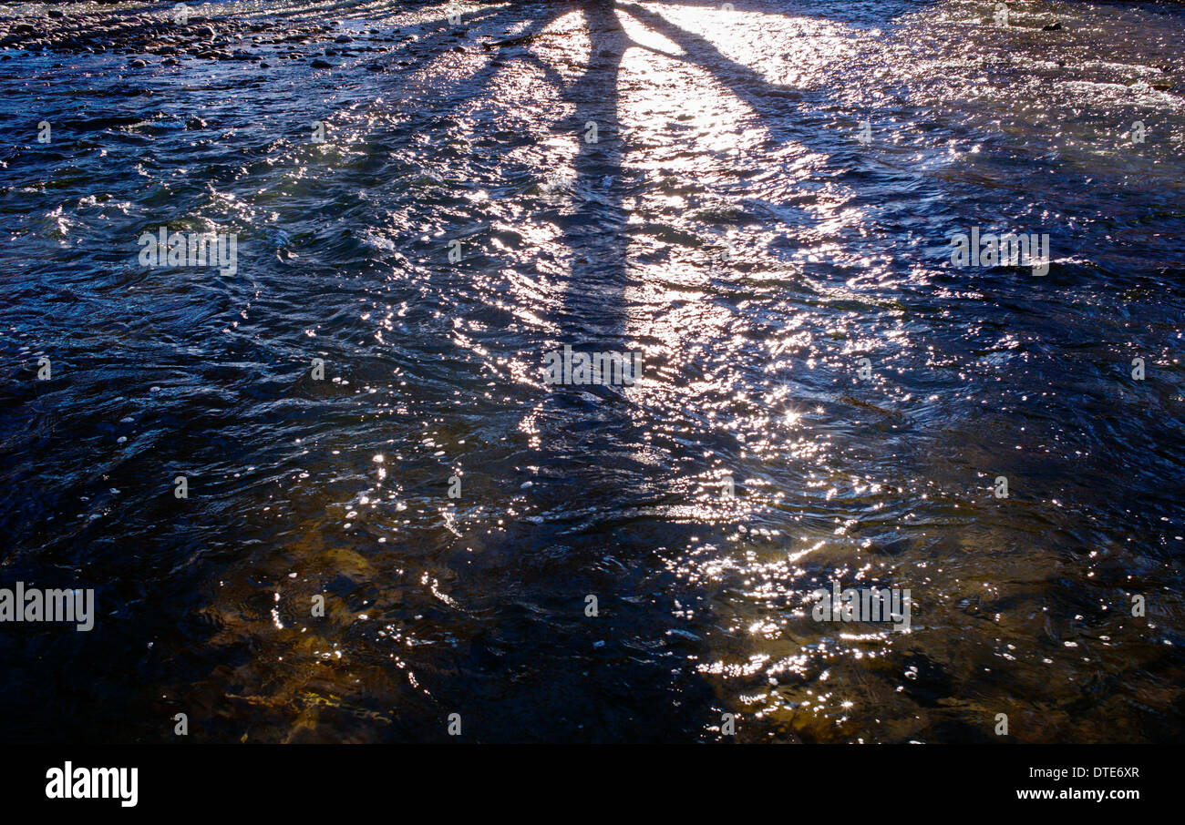 Backlit tree hi-res stock photography and images - Alamy