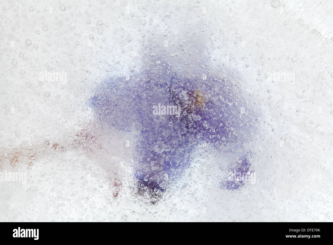 African violet frozen in ice Stock Photo - Alamy