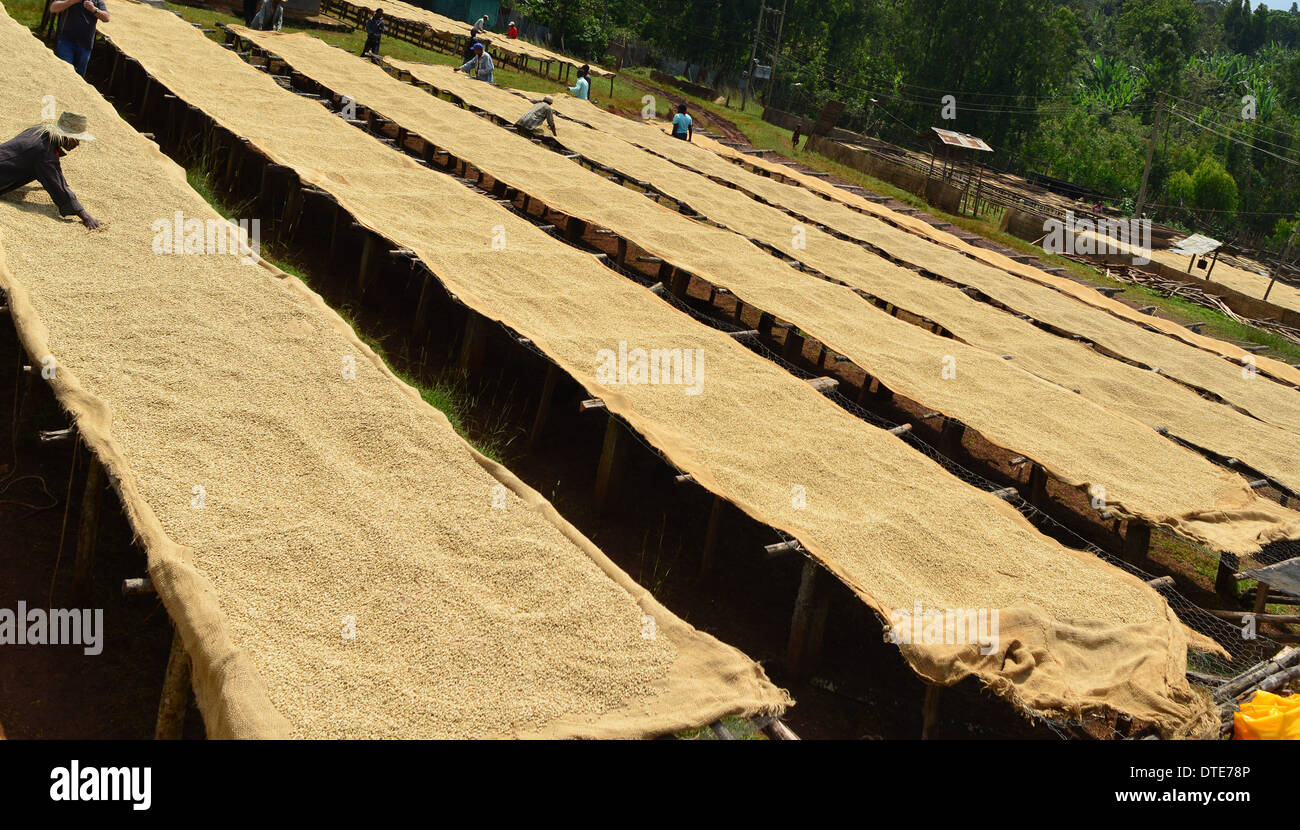 Coffee drying, Sidamo, Ethiopia Stock Photo - Alamy