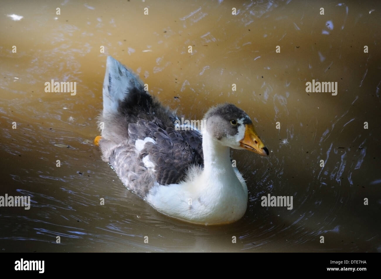 duck swimming in the lake Stock Photo - Alamy