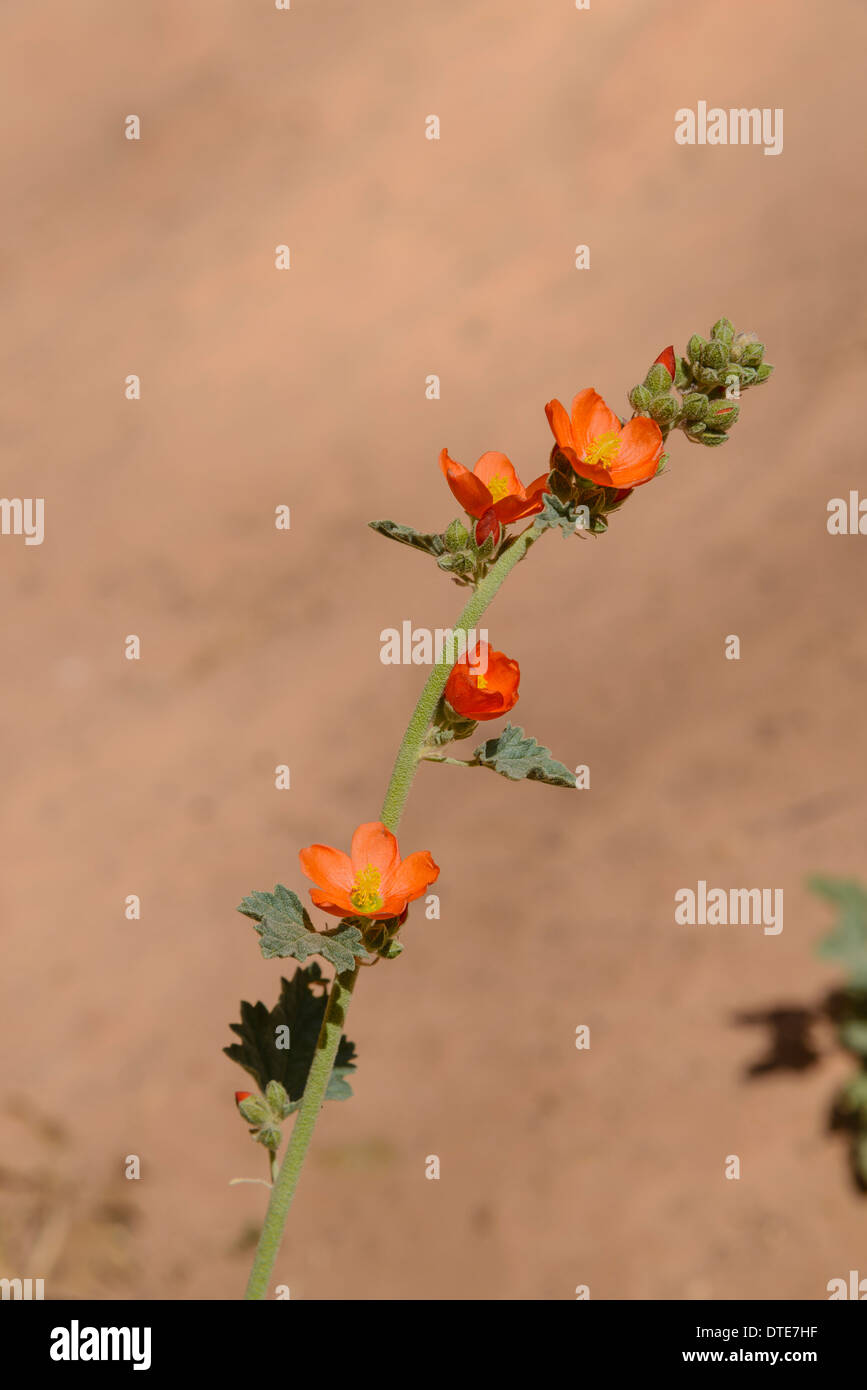 Small Leaved Globe Mallow, Sphaeralcea parvifolia, Wildflowers, Natural ...