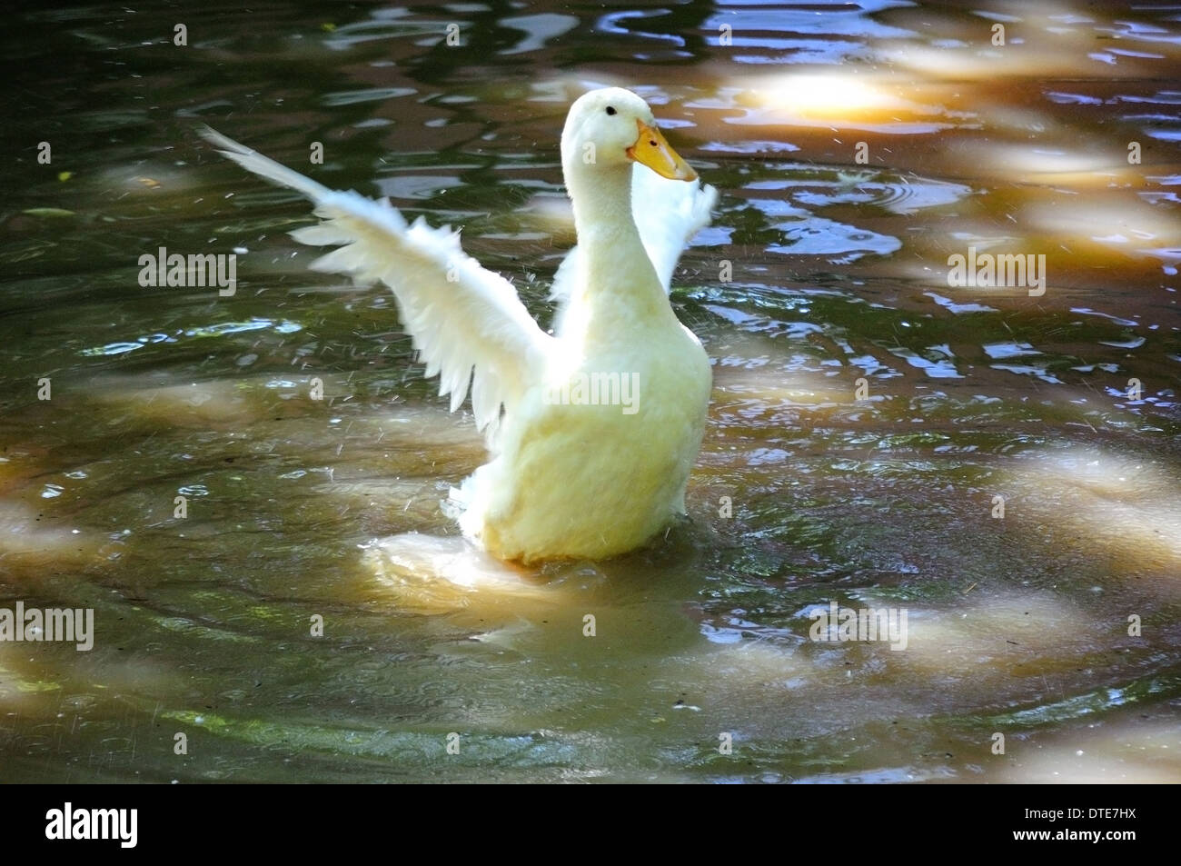 picture of a white domestic duck splashing the water Stock Photo - Alamy